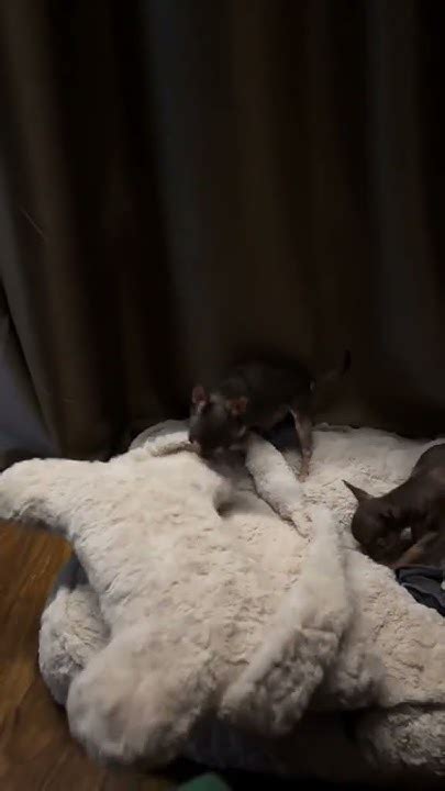 看来是快过年了 都挺忙的 吉娃娃 新年又开始摸猫头了 艾特出最像它的人 精神小狗 给你看看我们家恶犬 Youtube