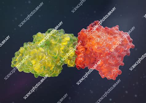 Acetylcholinesterase Enzyme Illustration Stock Image C055 0957