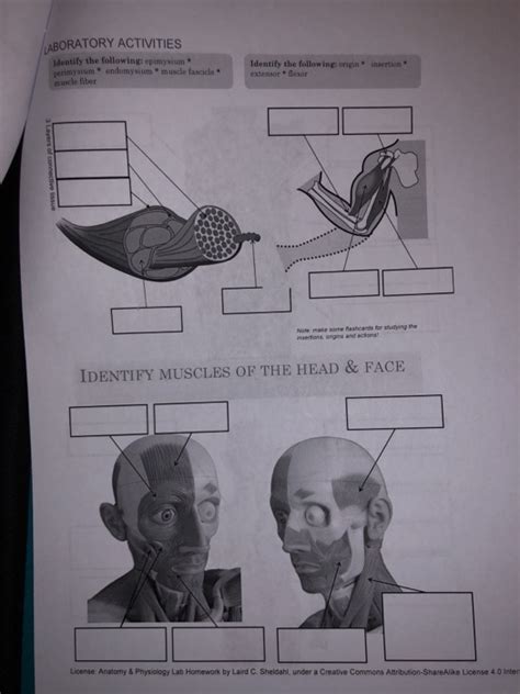 Solved Epicranial Aponeurosis Epicranius Frontalis