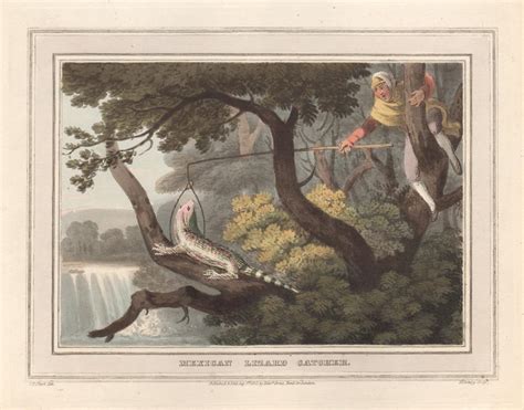 Samuel Howitt Mexican Lizard Catcher Aquatint Engraving Field Sport