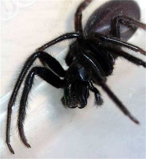 Arachnerds Segestria Florentina Tube Web Spider