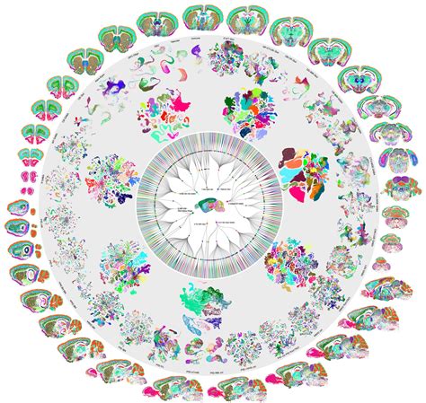 First Complete Cellular Map Of A Mammalian Brain Reveals Over 5 300