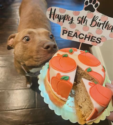 Meet Amy Bursor Owner 3paws Kitchen Shoutout Miami