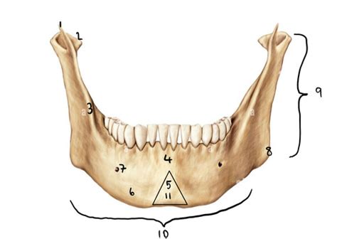 Mandible Anterior View Flashcards Quizlet