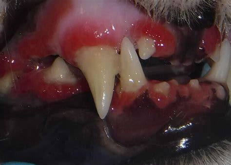 Feline Juvenile Gingivitis Understanding Dental Disease In Cats