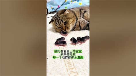 温柔的猫妈妈！ 萌宠 猫咪 猫宝宝 仓鼠 Youtube
