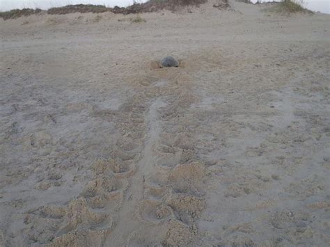 Loggerhead Sea Turtle Nesting At The Beach