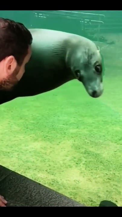 فيديوهات حيونات مضحكه Youtube