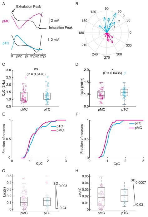 Putative Tufted Cells Show Higher Probability Of Following 20hz