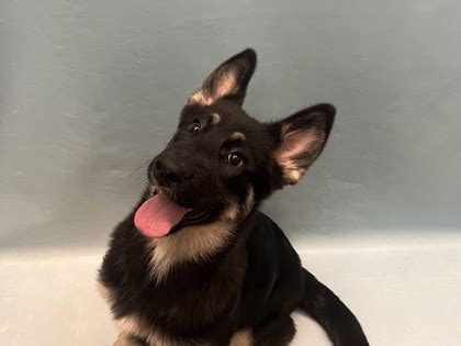 Zoey Female German Shepherdalaskan Malamute Animal Humane Society