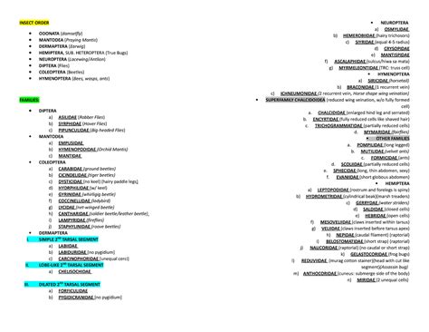 Insect Order Insect Order Odonata Damselfly Mantodea Praying