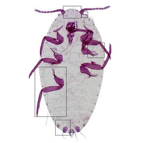 Pseudococcus Calceolariae Micro