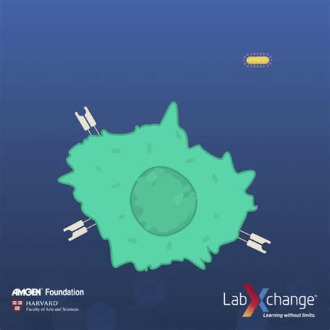 Macrophage Phagocytosis Animation