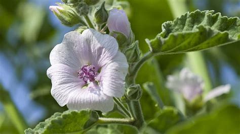 Malva Bianca Weleda