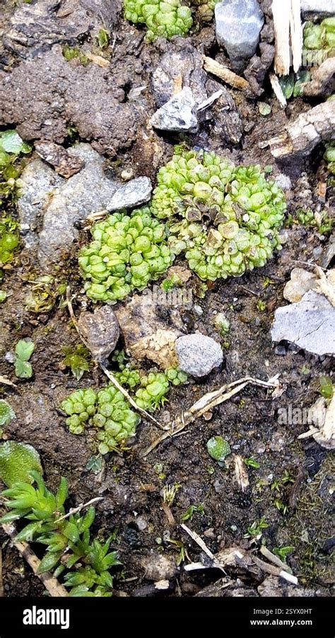 Texas Balloonwort Sphaerocarpos Texanus Plantae Millswood Sa 5034