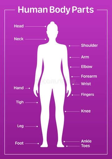 Human Body Parts Medical Diagram With Female Model Vector Poster On A
