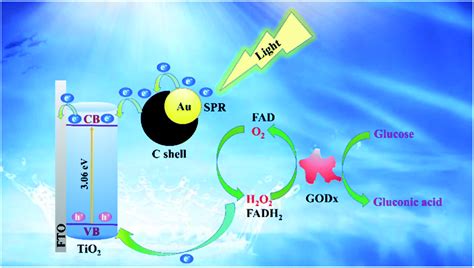 Photoelectrochemical Enzymatic Sensor For Glucose Based On Auctio 2