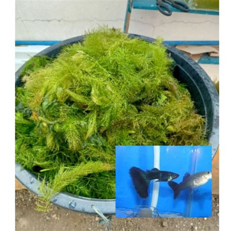 Lagayan Para Sa Ating Ebm Shopee Philippines