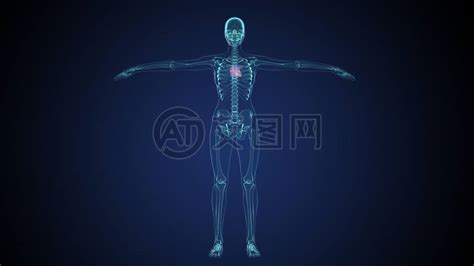 心脏位置高清解剖图高清图片素材