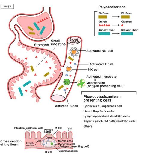 Biobran Mgn 3 Absorption