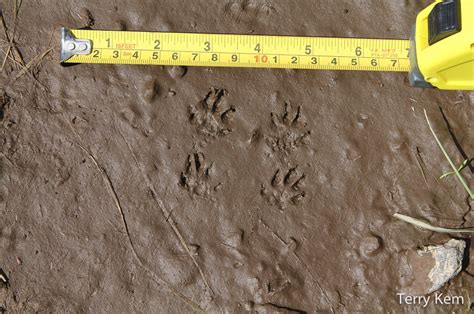 Weasel Tracks Wildlife Illinois
