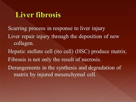 Sinusoids Of Liver In Function
