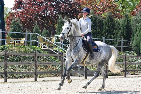 Prachtige Merrie Met Veel Potentie Van Cordess X Calido