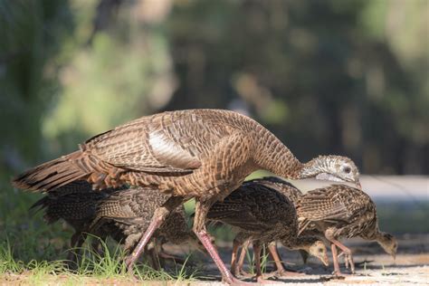 Behavior And Movement Of Wild Turkey Broods Wild Turkey Lab