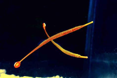 The Wayward Hawaiian Yellow Banded Pipefish