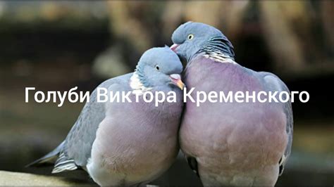 Николаевские Голуби - YouTube