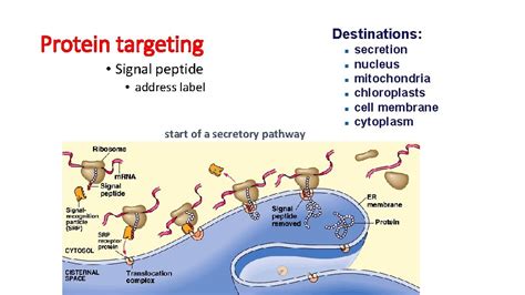 From Gene To Protein Metabolism Teaches Us About