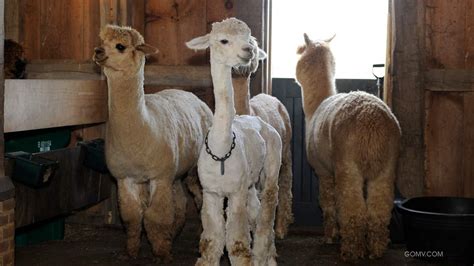 Island Alpaca Shearing Day 2026 Marthas Vineyard