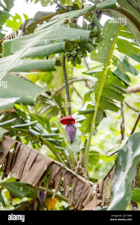 A Vertical Shot Of Growing Banana Tree Flower In Background Of Banana