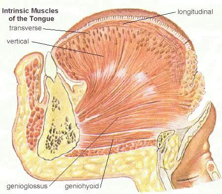 Stapedius Muscle Origin Insertion Function Exercise