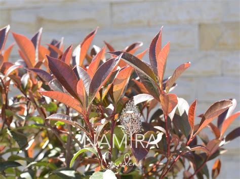 Photinia Fraseri Red Robin Palla Namira Gardens