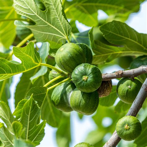 How To Care For Celeste Fig Tree