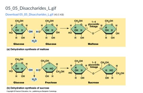 Bio Chp 3 Diagrams Flashcards Quizlet
