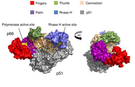 Structure Of Reverse Transcriptase Rt Rt Is Pictured As A