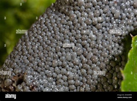 Grey Grass Slime Mould Fruiting Body Many Ashy Grey Spherical Fruiting