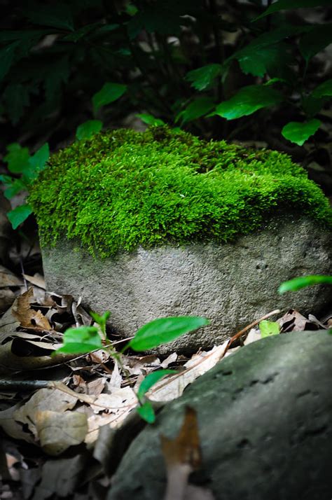 Rolling Stone Gathers No Moss Photograph By Brenna Schelle Pixels