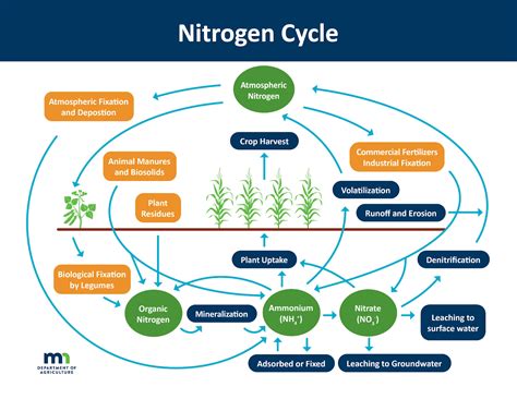 Nitrogen Cycle Ocnj Daily