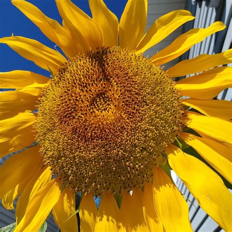 Khmer Is Cambodia Mother Youtube