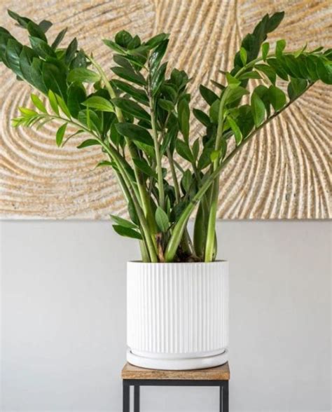 Саксия с чинийка Siebe Дворът БГ