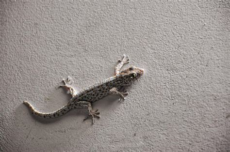 11 Natural Predators That Eat Lizards In Depth Look Pest Pointers