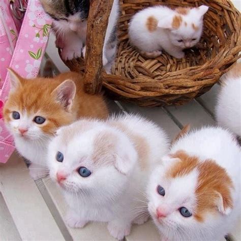 Aww These Little Kitties Are Adorable Cute Cat Breeds Cute Cats