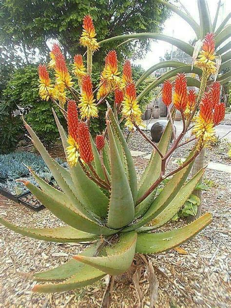 Aloe Vera Plant Flower Plant Ideas