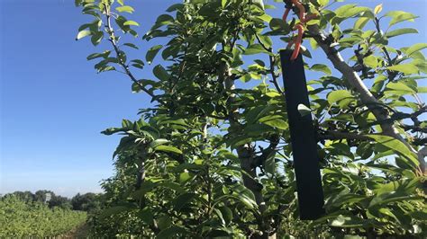 Dioecious Fruit Trees Trees That Need A Male And A Female To Bear Fruit