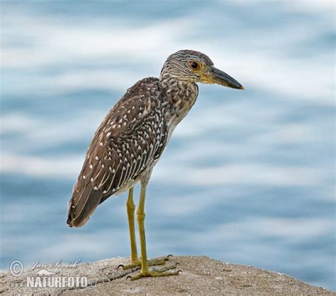 Nyctanassa Violacea Pictures Yellow Crowned Night Heron Images Nature Wildlife Photos