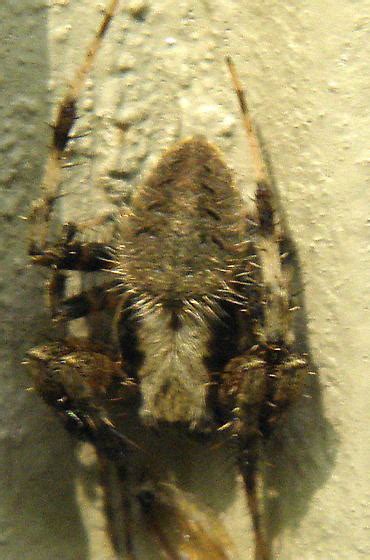 Spotted Orbweaver Neoscona Crucifera Bugguidenet