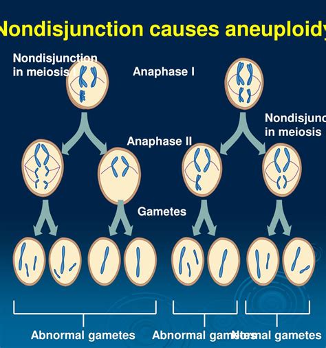 Ppt Chromosomes Powerpoint Presentation Free Download Id838339